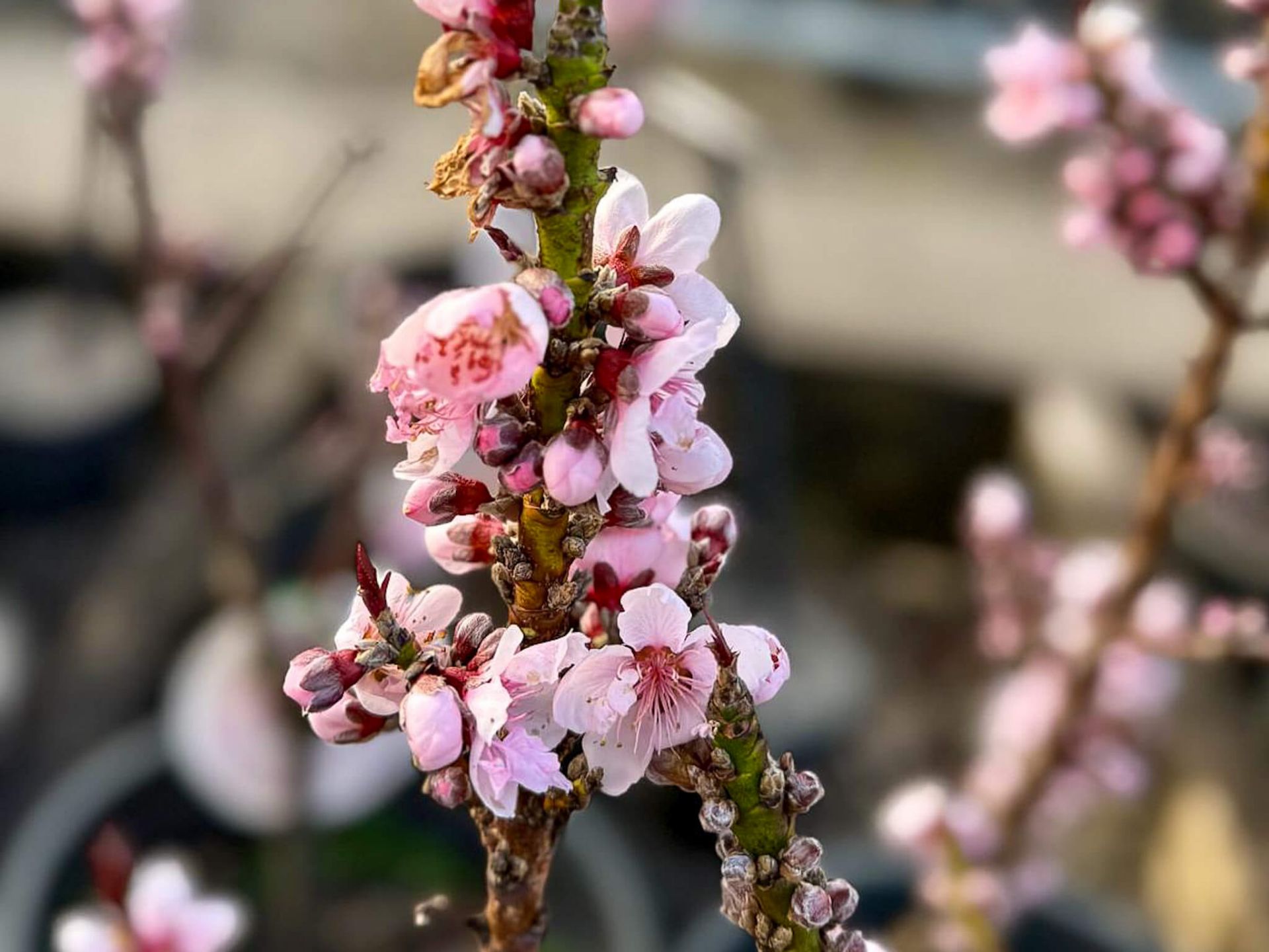 Prunus persica Sunset Nectarine Super Dwarf | Wholesale Nursery ...
