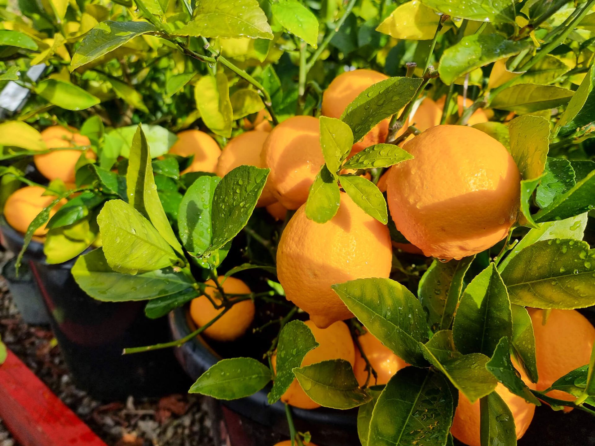 Citrus limon Lemonicious | Wholesale Nursery - Nurseries in Melbourne ...
