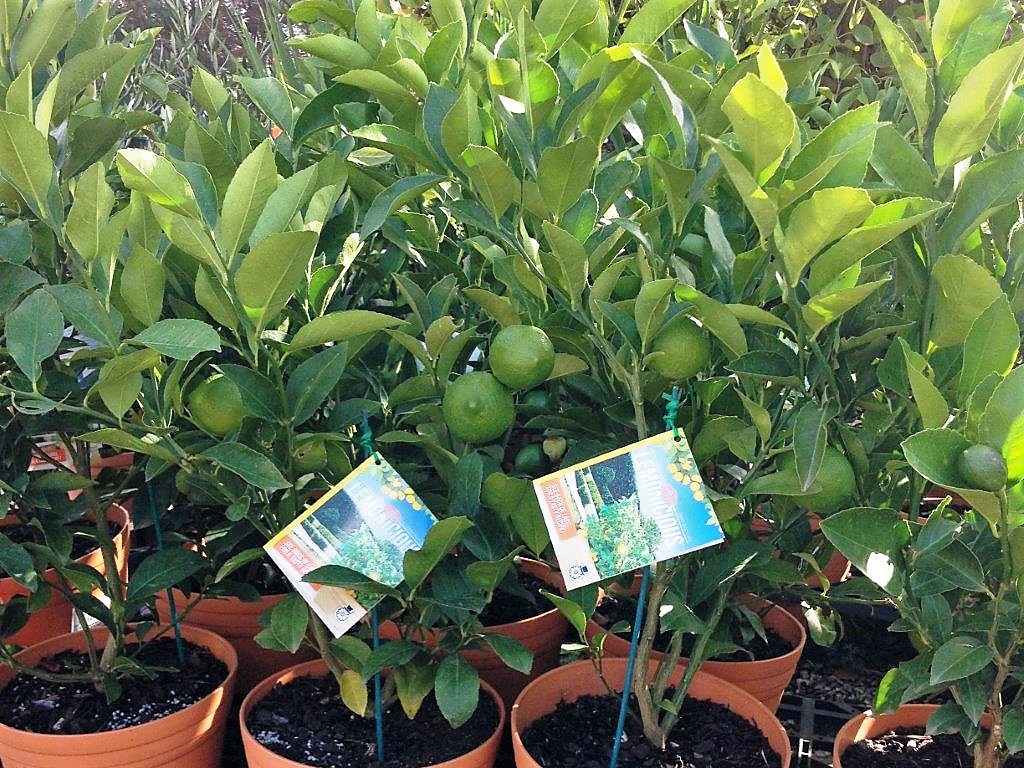 Citrus limon Lemonicious | Wholesale Nursery - Nurseries in Melbourne ...