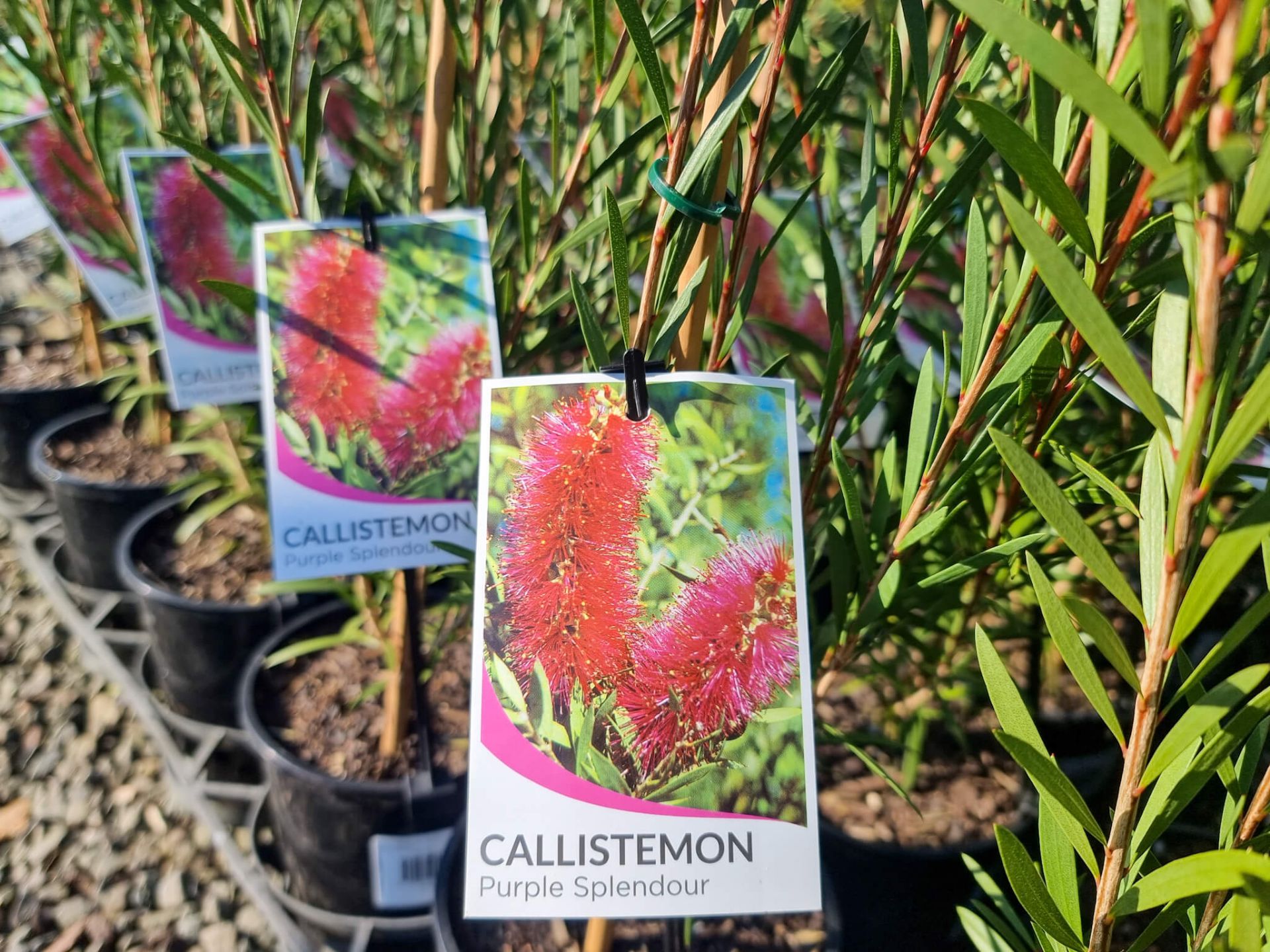 Callistemon hybrida Purple Splendour | Wholesale Nursery - Nurseries in ...