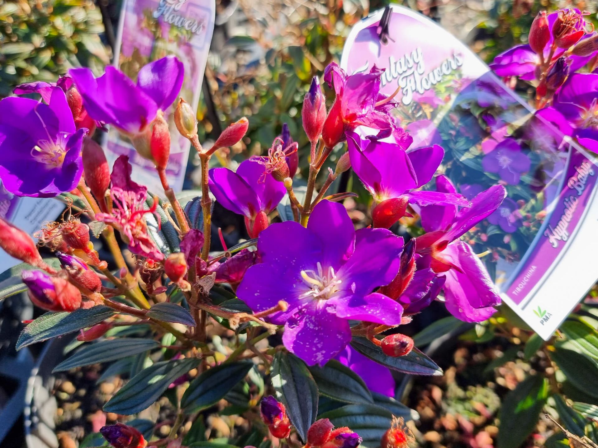 Tibouchina hybrida Hypnotic Baby | Wholesale Nursery - Nurseries in ...