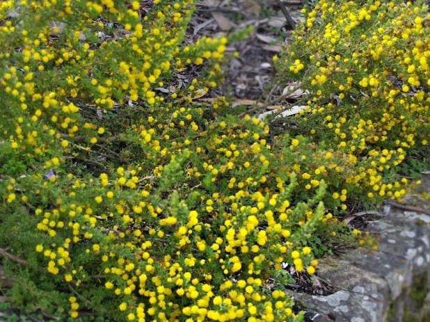 Acacia guinetii | Wholesale Nursery - Nurseries in Melbourne & Brisbane ...