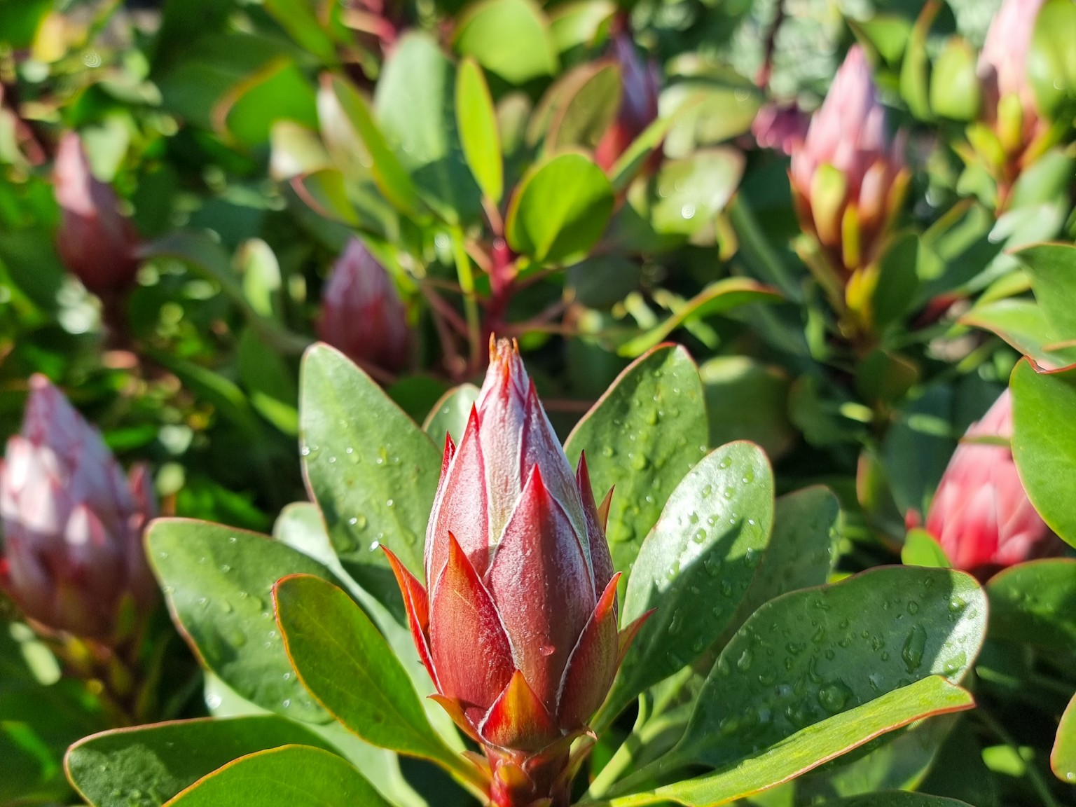 Protea cynaroides Little Prince | Wholesale Nursery - Nurseries in ...