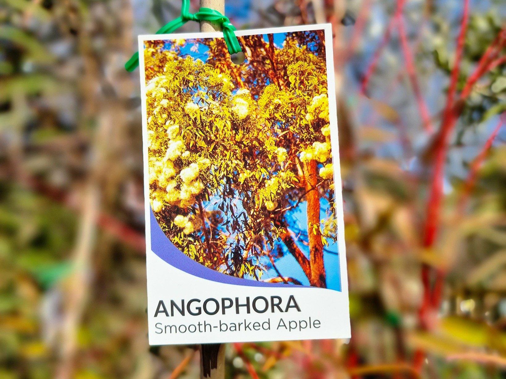Angophora costata | Wholesale Nursery - Nurseries in Melbourne, Sydney ...