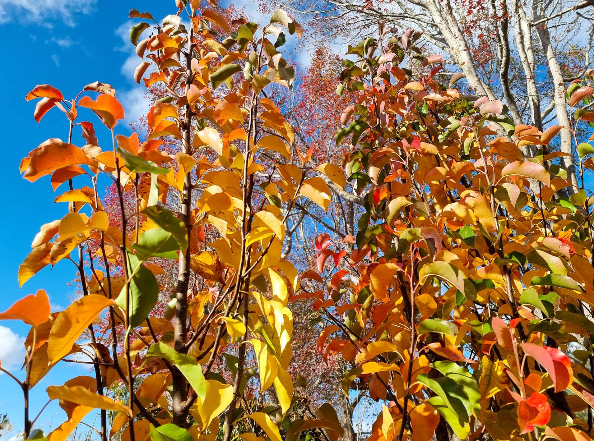 Pyrus calleryana Capital | Wholesale Nursery - Nurseries in Melbourne ...