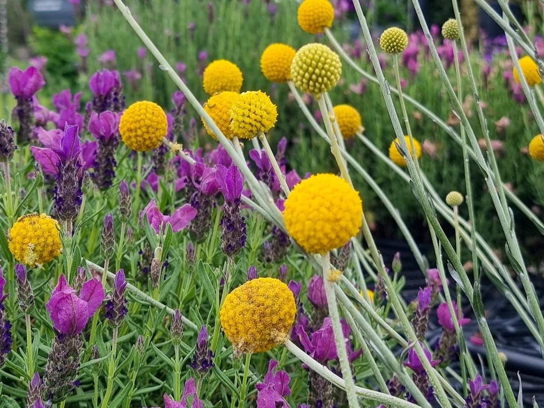 Pycnosorus globosus | Wholesale Nursery - Nurseries in Melbourne ...