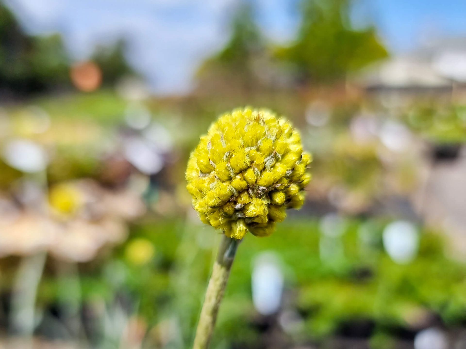 Pycnosorus globosus | Wholesale Nursery - Nurseries in Melbourne ...
