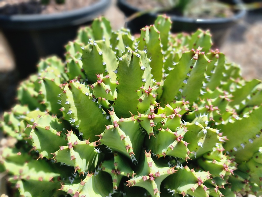Euphorbia resinifera | Wholesale Nursery - Nurseries in Melbourne ...
