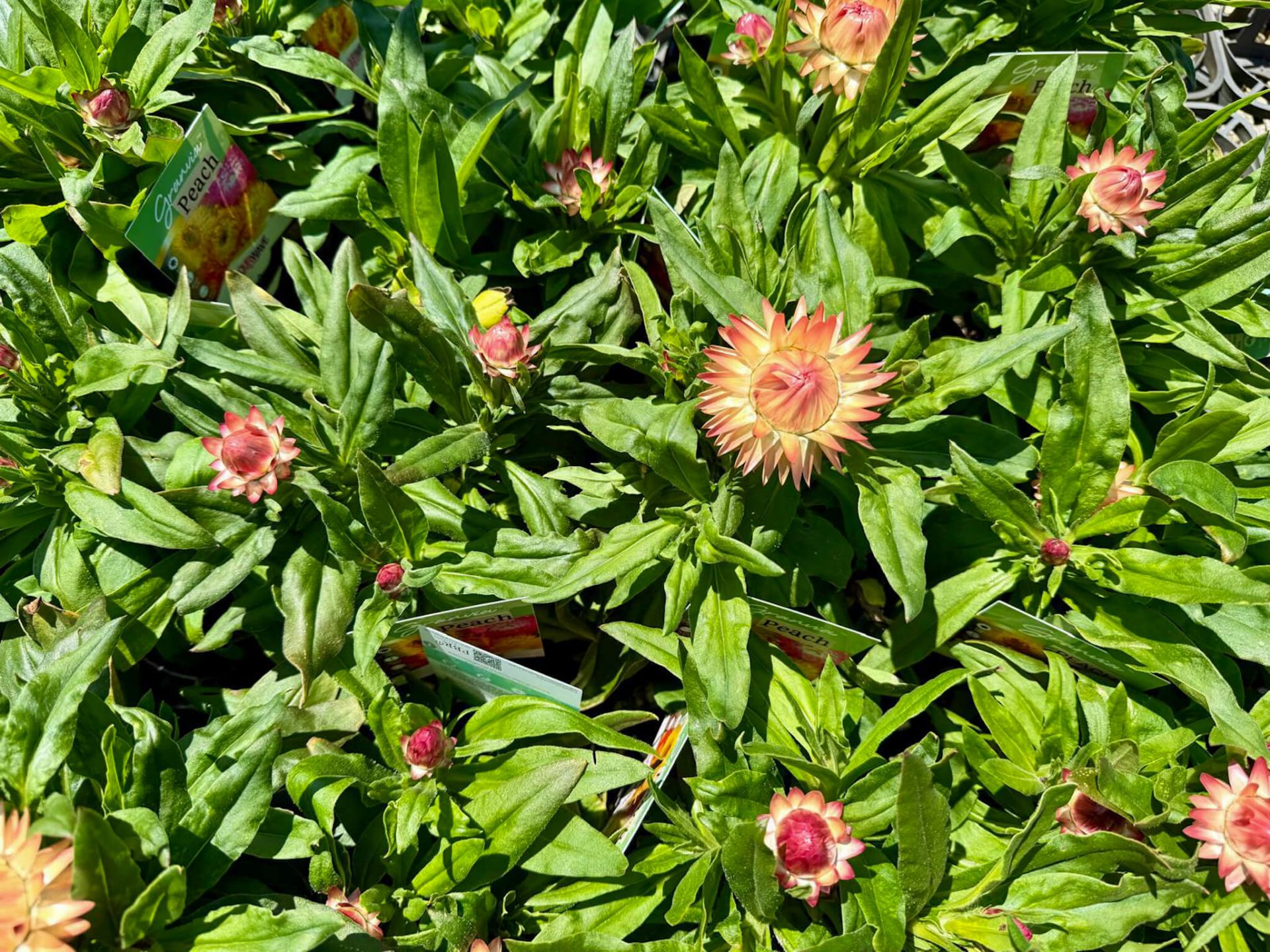 Xerochrysum bracteatum Granvia Peachy Keen | Wholesale Nursery ...