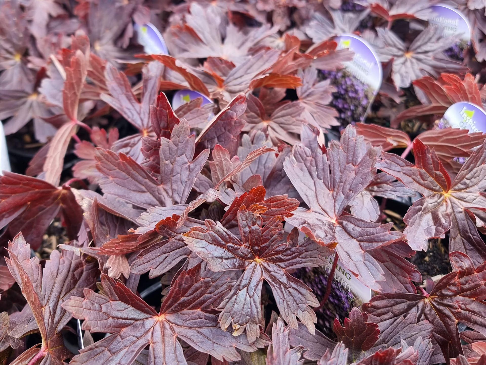 Geranium maculatum Stormy Night | Wholesale Nursery - Nurseries in ...