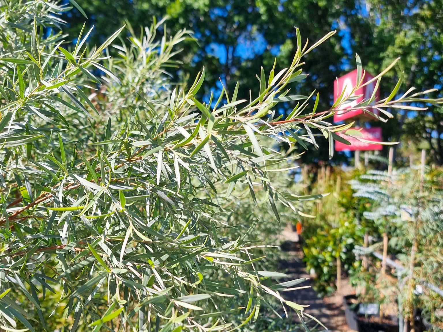 Leptospermum brachyandrum Silver | Wholesale Nursery - Nurseries in ...