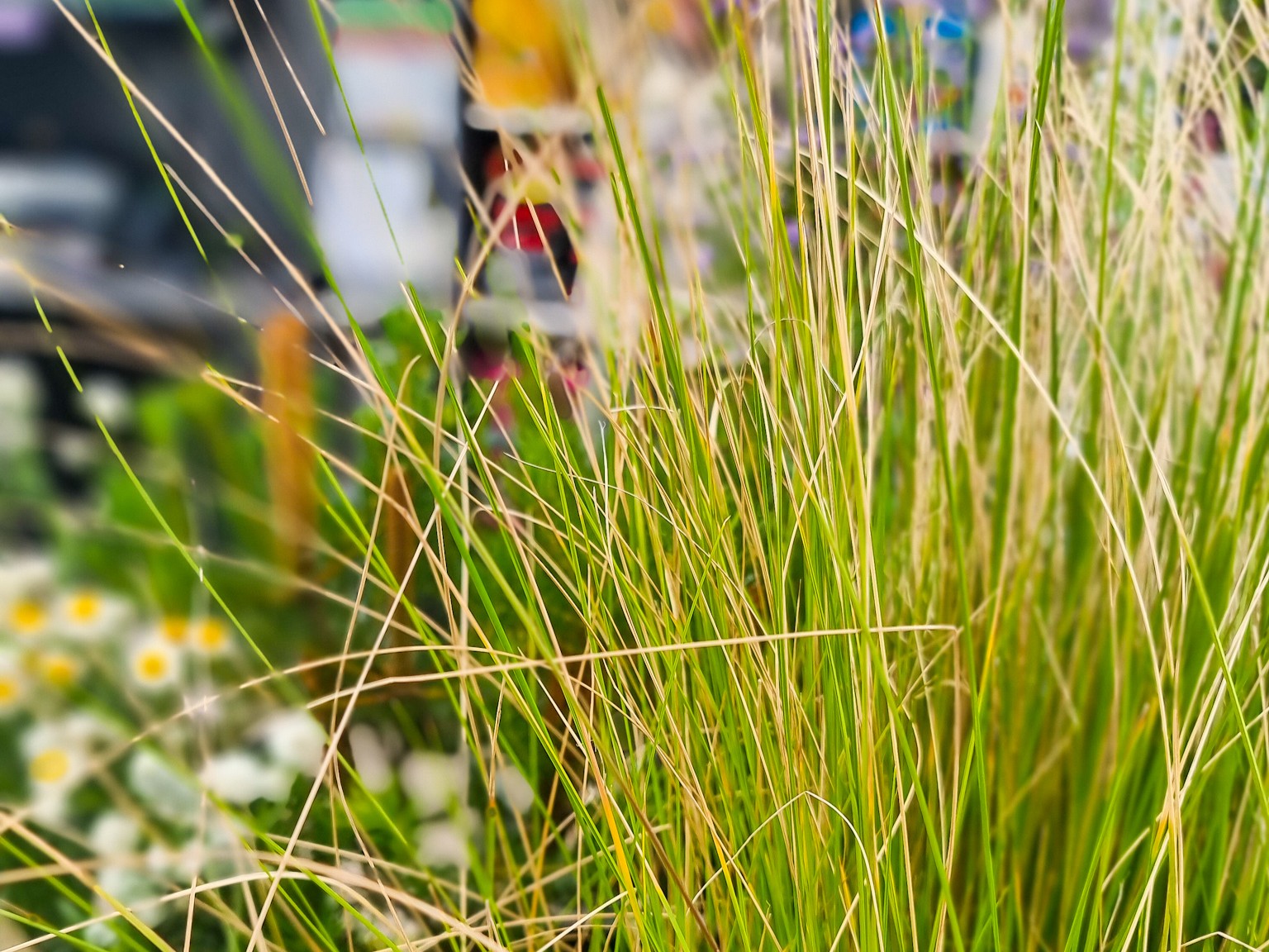 Poa labillardieri | Wholesale Nursery - Nurseries in Melbourne ...